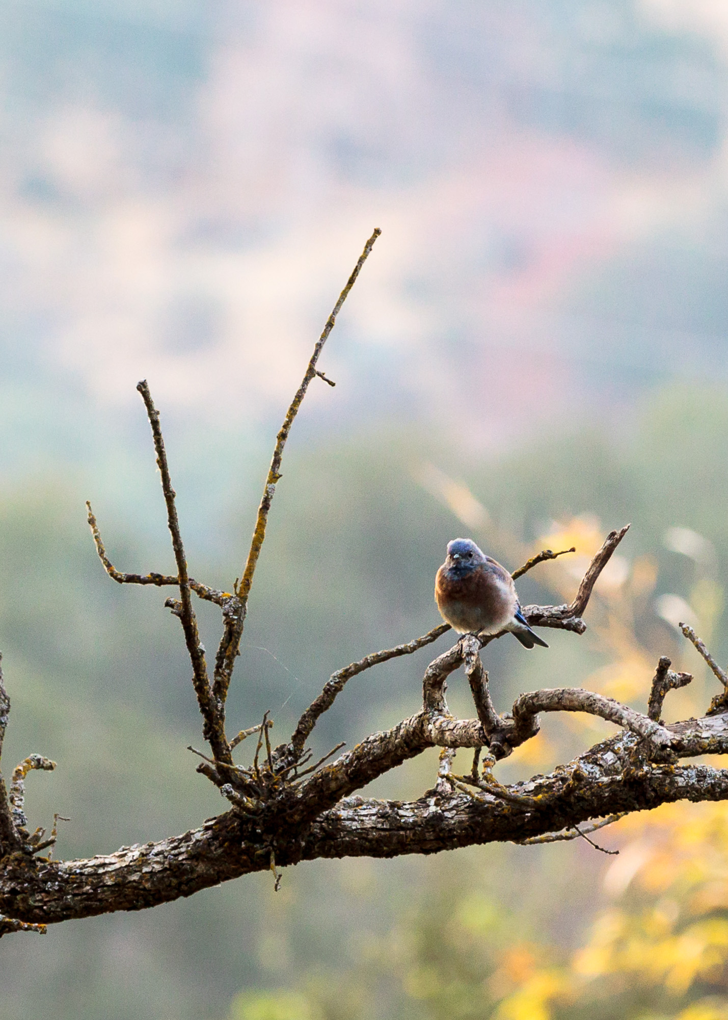 Birds of California | HareeshClicks.Com